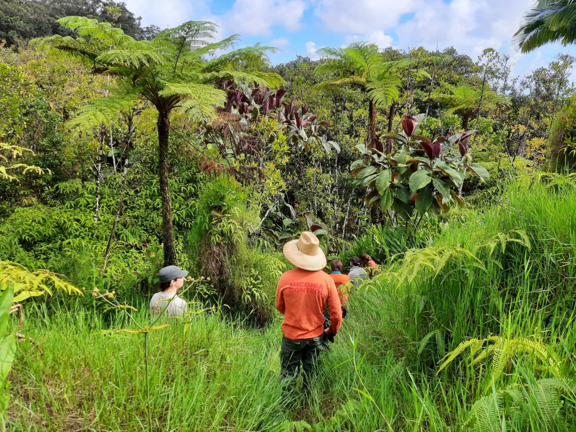 Home Page - Maui Invasive Species Committee (MISC)