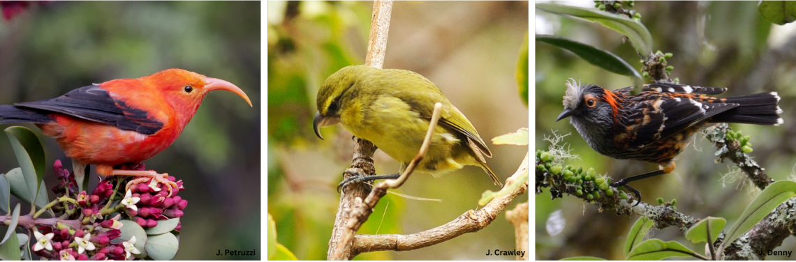 The race to protect Hawaii’s native forest birds from extinction - Maui ...