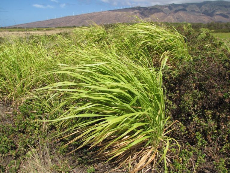 Home Page - Maui Invasive Species Committee (MISC)