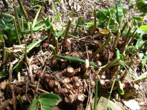 Himalayan Ginger - Maui Invasive Species Committee (MISC)