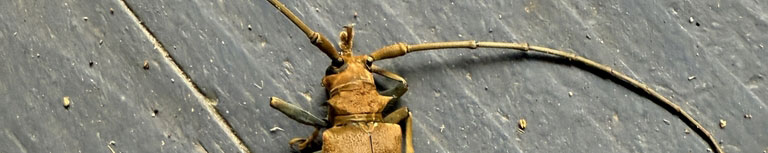 Queensland Longhorn Beetle - Maui Invasive Species Committee (MISC)