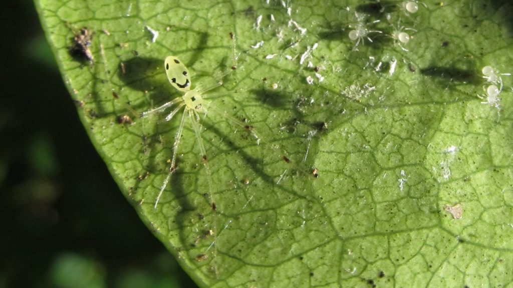 Spiders in Hawaii, native and introduced - Maui Invasive Species ...
