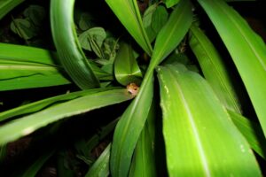 Reducing Overgrown Vegetation Key to Lowering Coqui Frog Numbers - Maui ...