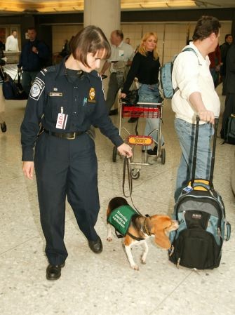 The nose knows: dogs sniff out invasive species - Maui Invasive Species ...