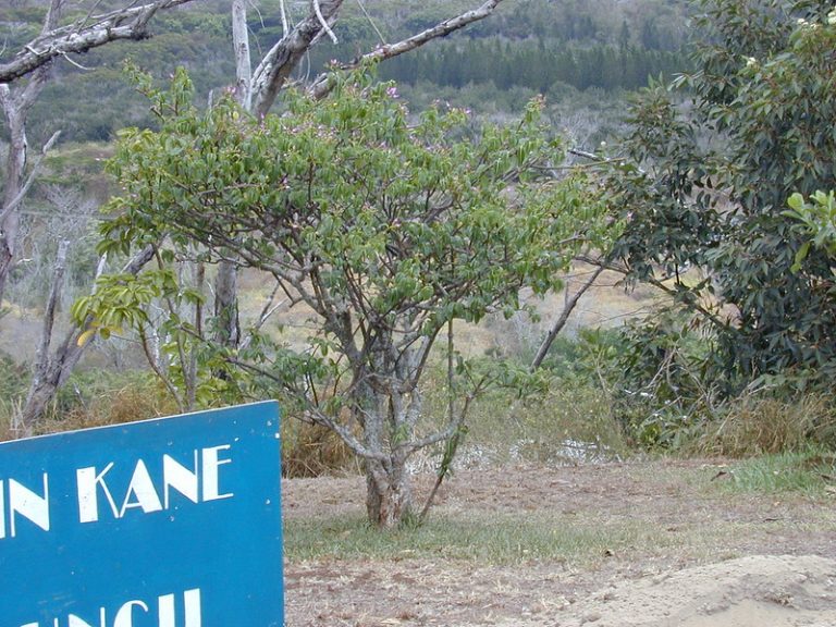 Rubber vine - Maui Invasive Species Committee (MISC)